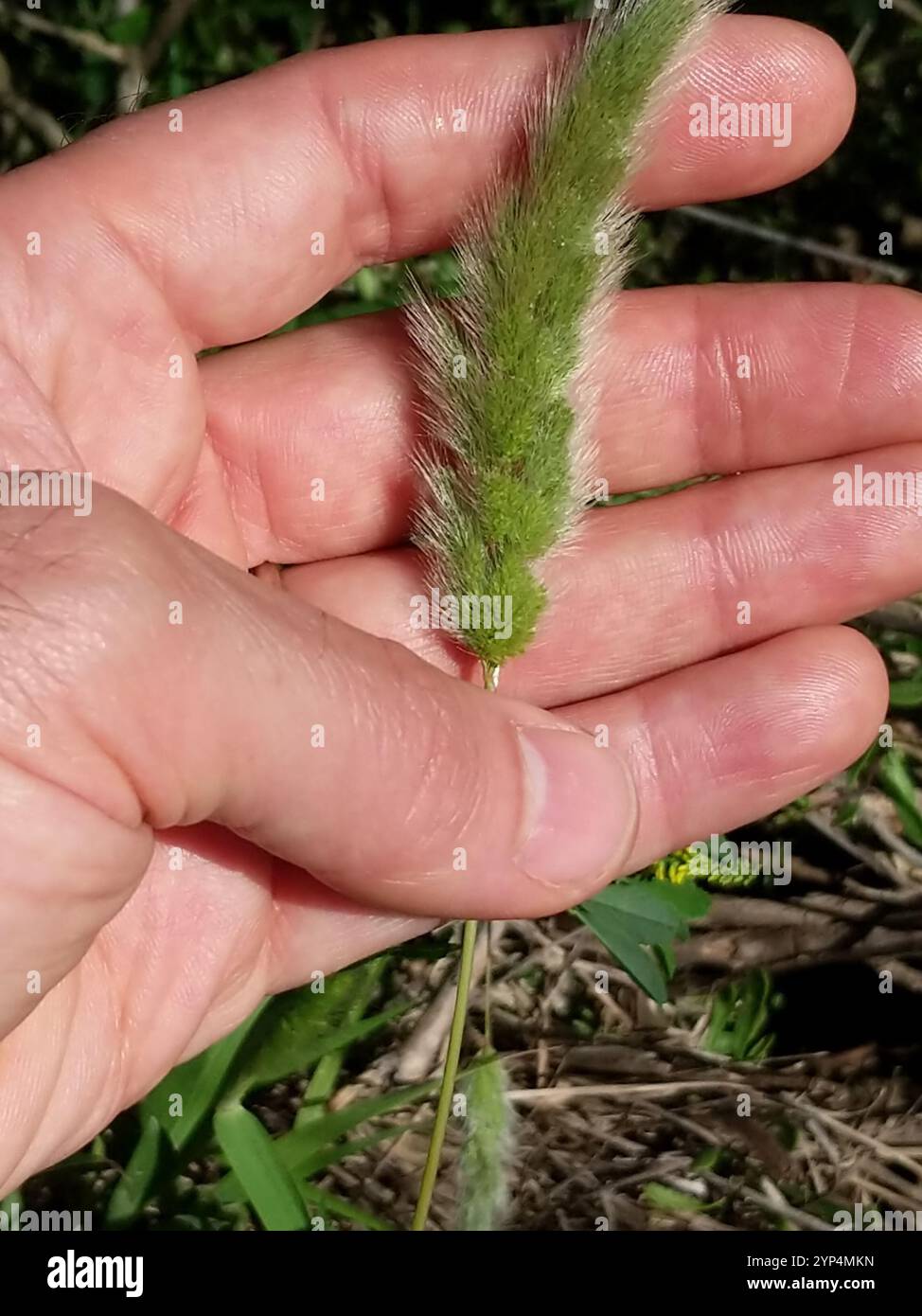 rabbitfoot grass (Polypogon monspeliensis Stock Photo - Alamy