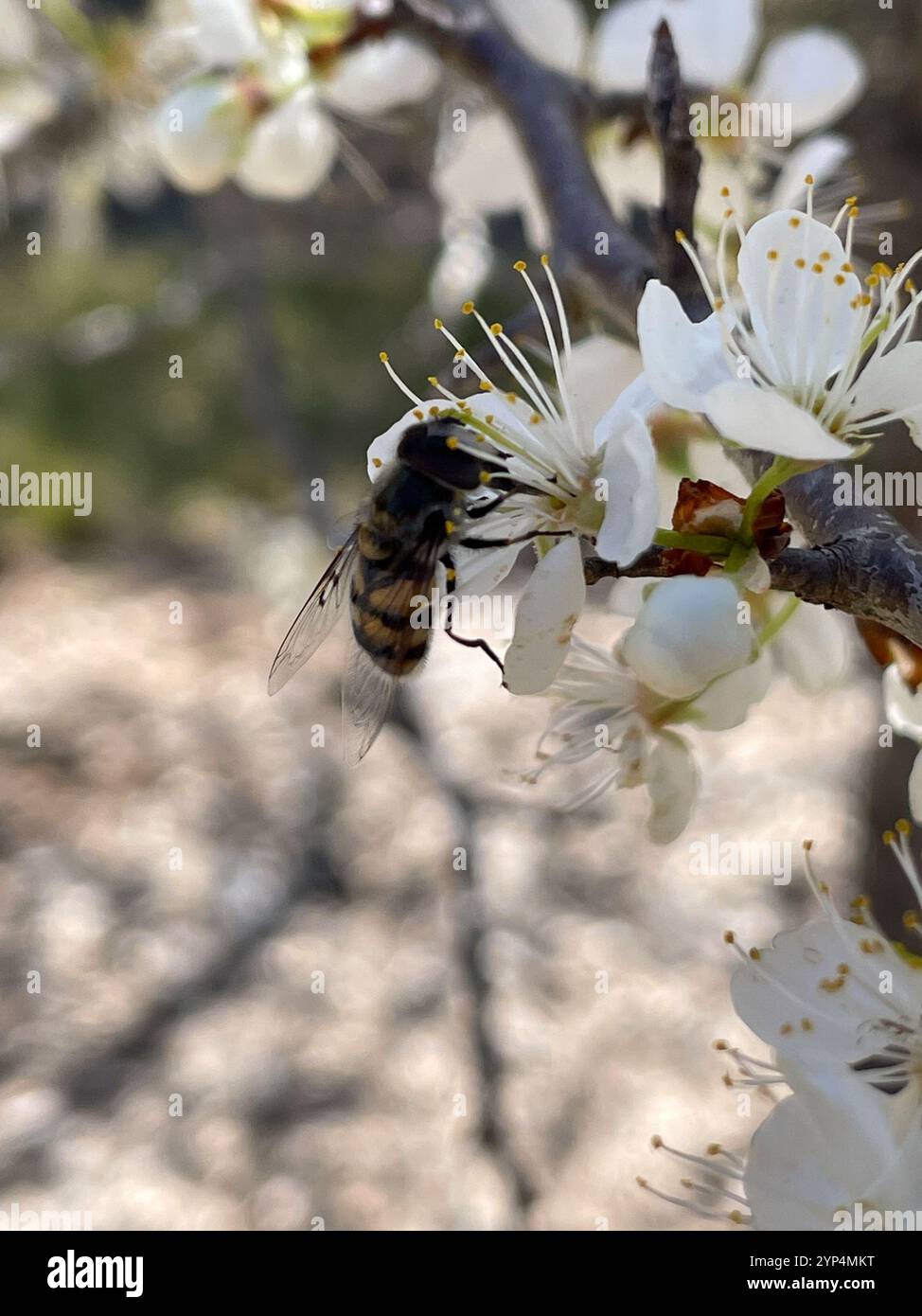 Yellow-spotted Bromeliad Fly (Copestylum avidum Stock Photo - Alamy