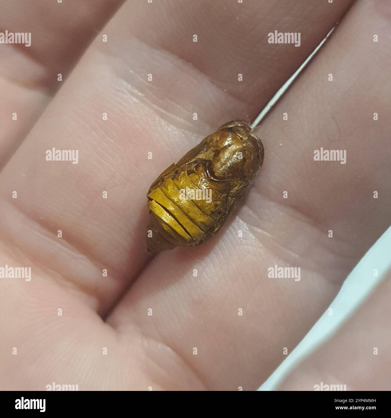 Common Anthelid Moth (Anthela acuta Stock Photo - Alamy