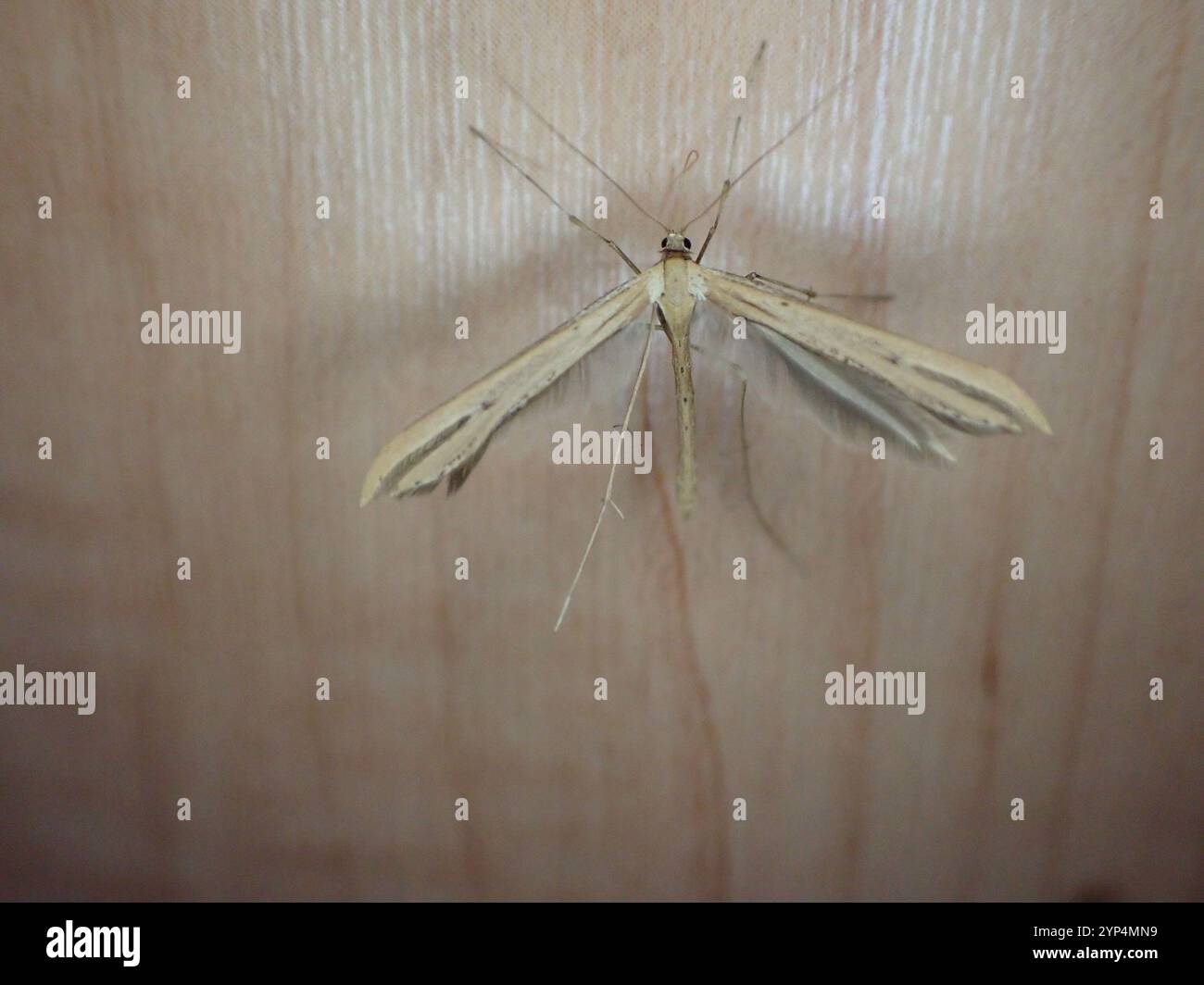 Morning-glory Plume Moth (Emmelina monodactyla Stock Photo - Alamy