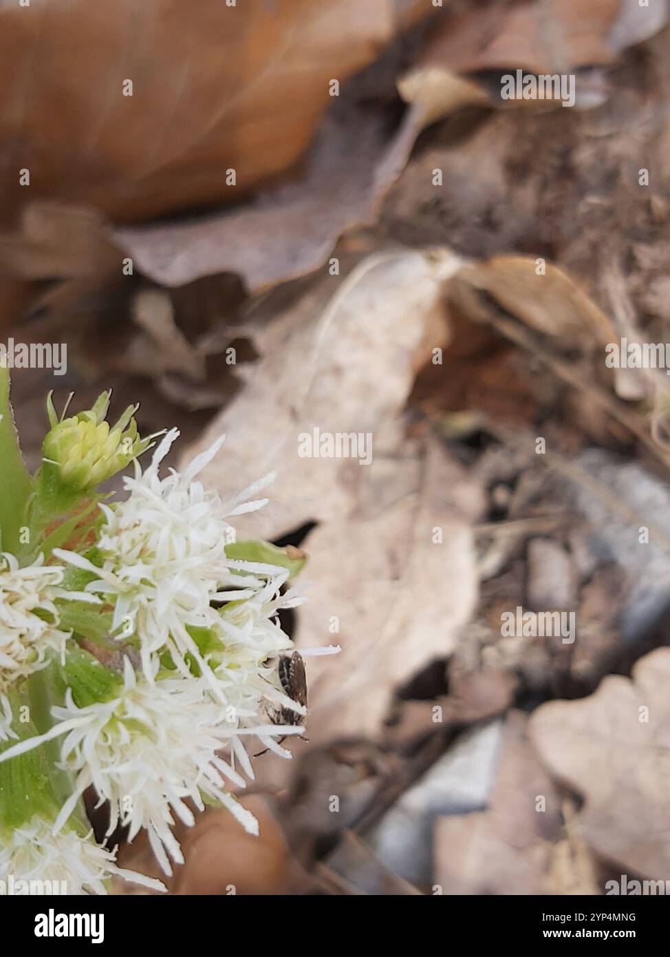 Mining Bees (Andrena Stock Photo - Alamy
