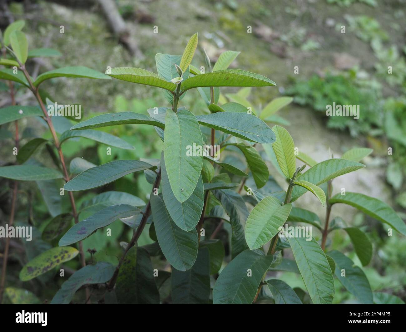 Common guava (Psidium guajava Stock Photo - Alamy