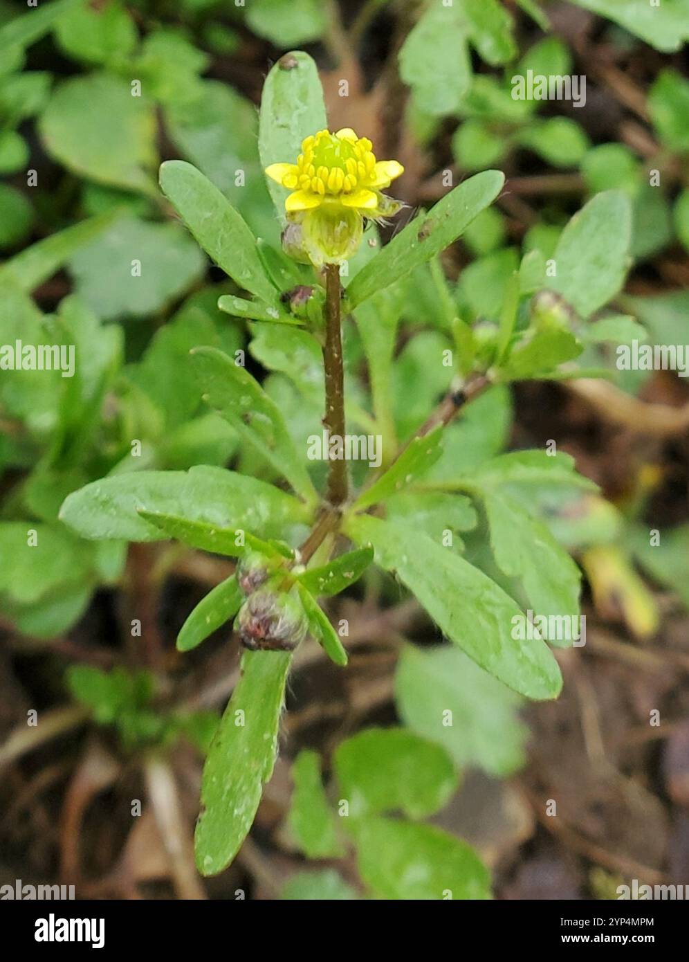 rock buttercup (Ranunculus micranthus Stock Photo - Alamy