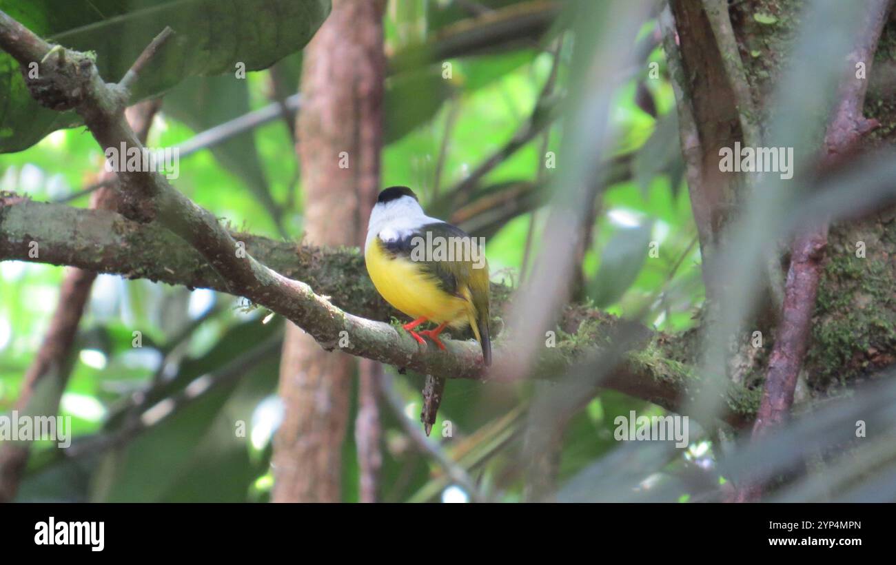 White-collared Manakin (Manacus candei Stock Photo - Alamy
