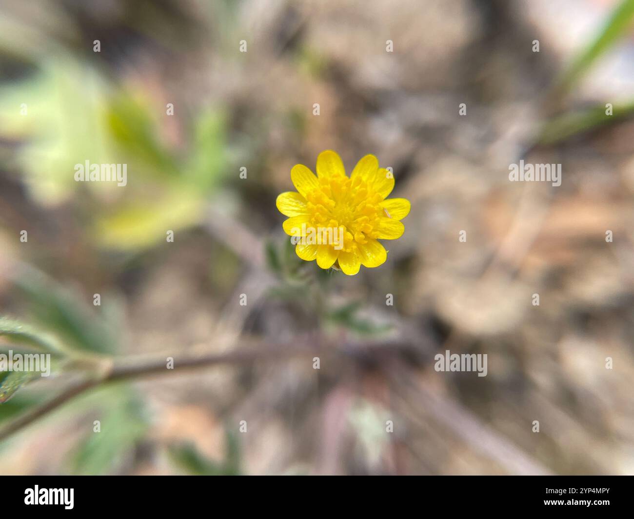 California buttercup (Ranunculus californicus Stock Photo - Alamy