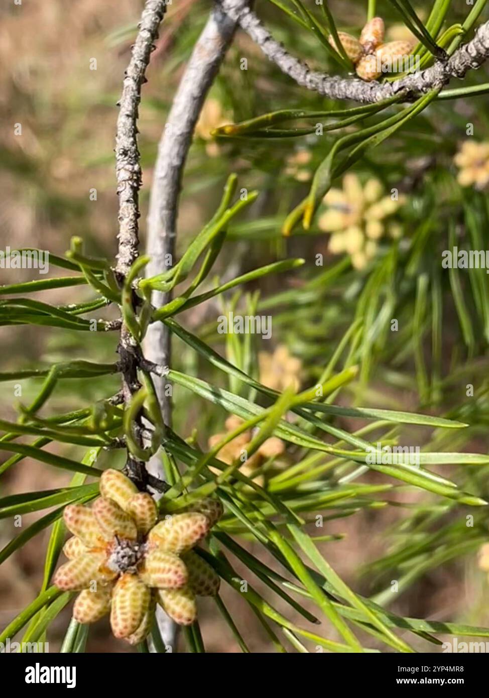 Virginia pine (Pinus virginiana Stock Photo - Alamy