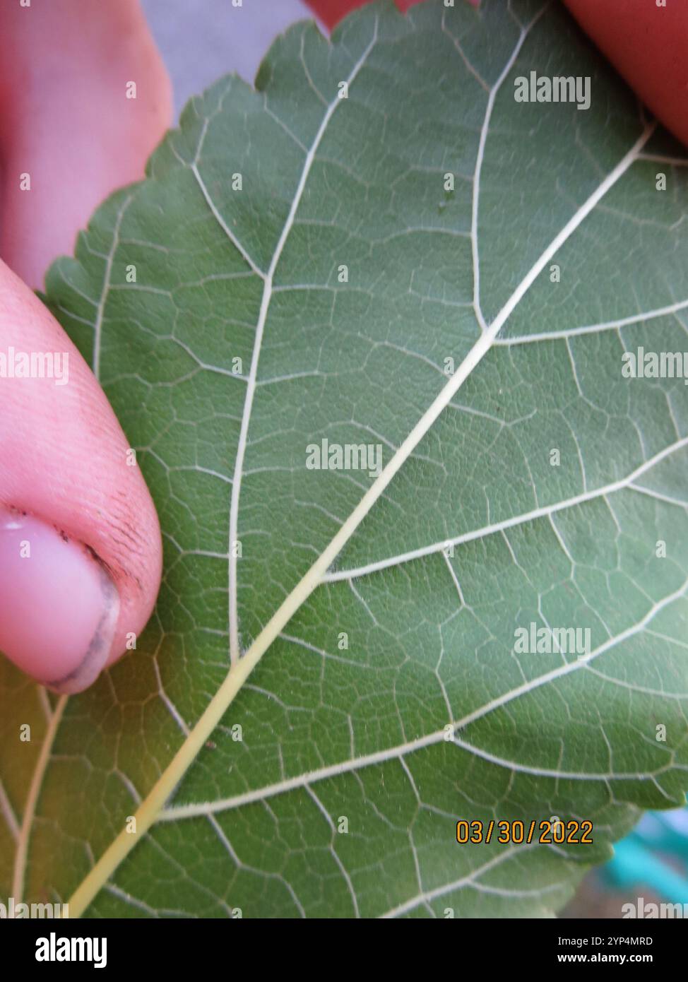 white mulberry (Morus alba Stock Photo - Alamy