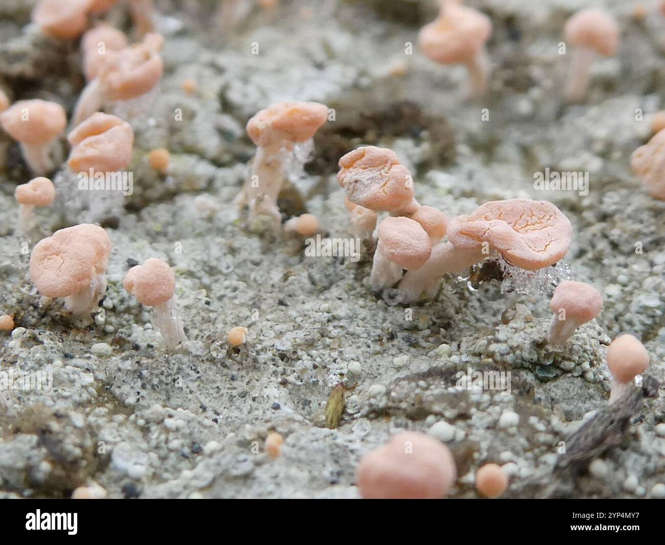 Pink Earth Lichen (Dibaeis baeomyces Stock Photo - Alamy