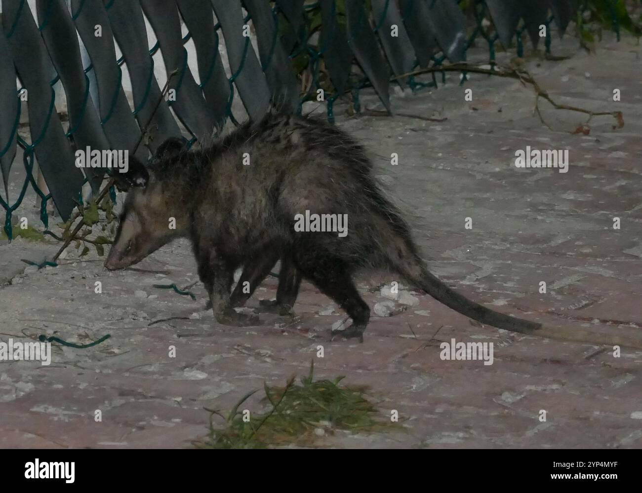 Large American Opossums (Didelphis Stock Photo - Alamy