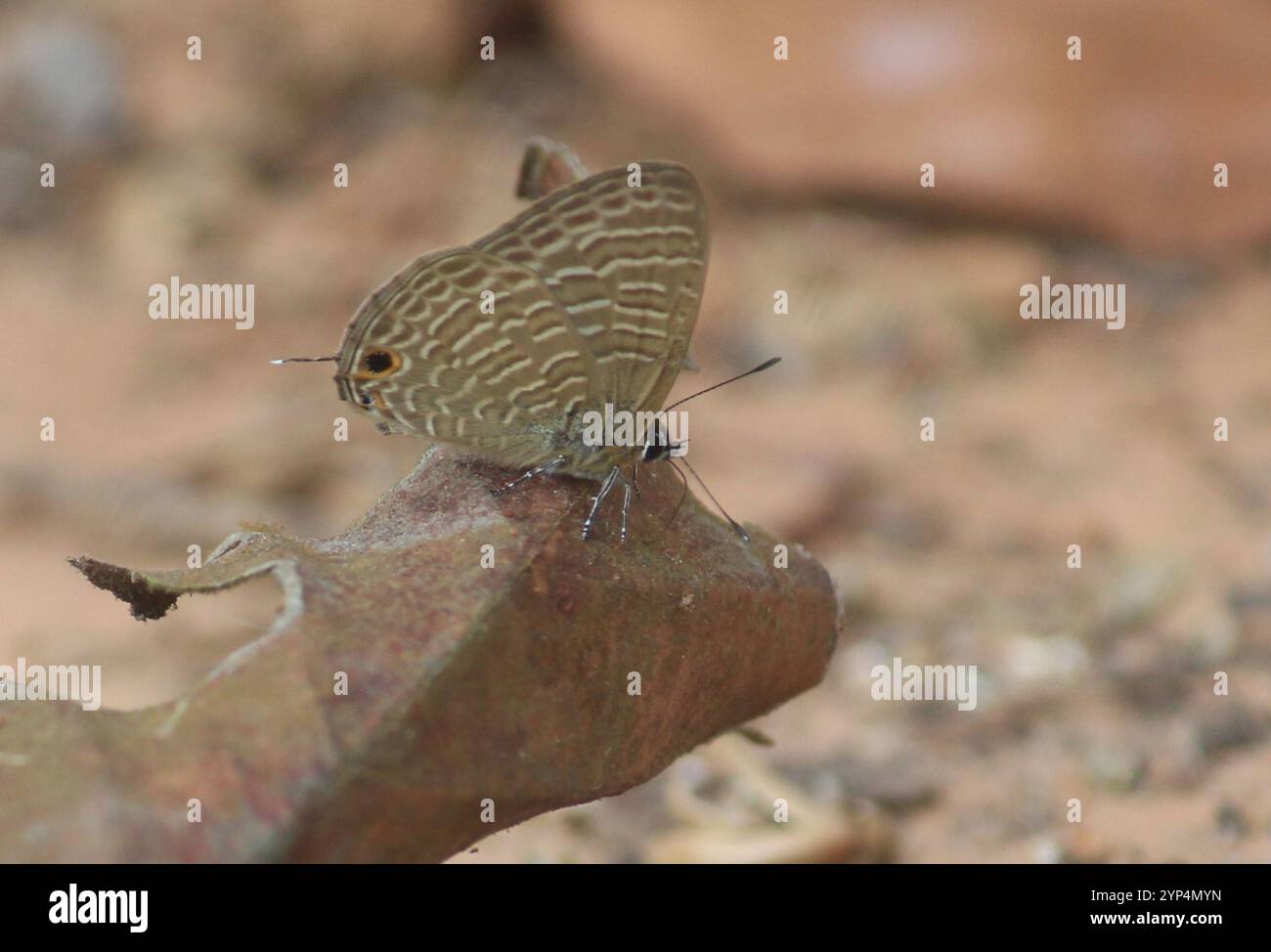 Kurava hi-res stock photography and images - Alamy