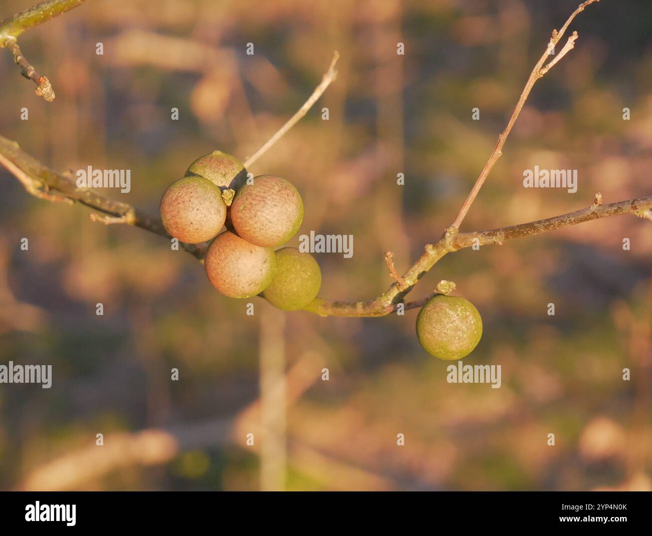 Oak Marble Gall Wasp (Andricus kollari Stock Photo - Alamy