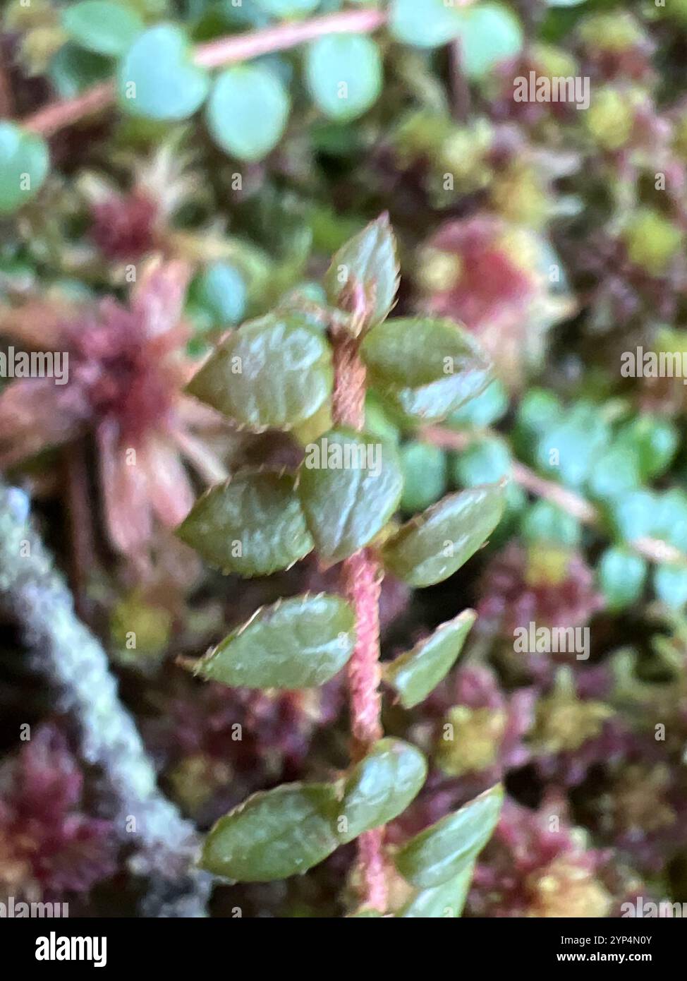 creeping snowberry (Gaultheria hispidula Stock Photo - Alamy