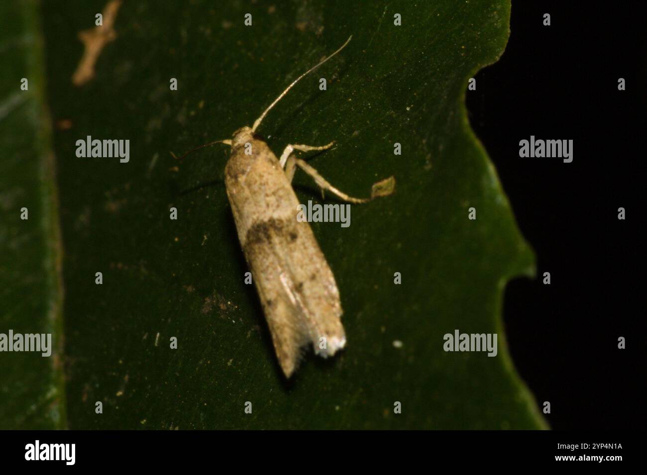 Mediterranean Flour Moth (Ephestia kuehniella Stock Photo - Alamy