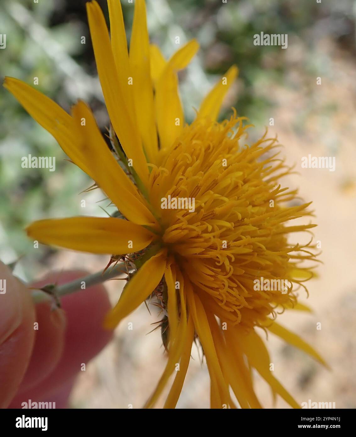 Grey African Thistle (Berkheya fruticosa Stock Photo - Alamy
