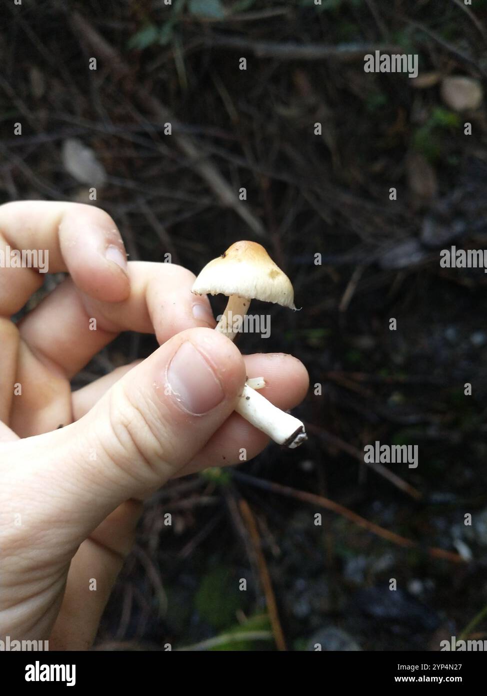 Fiber Caps (Inocybe Stock Photo - Alamy