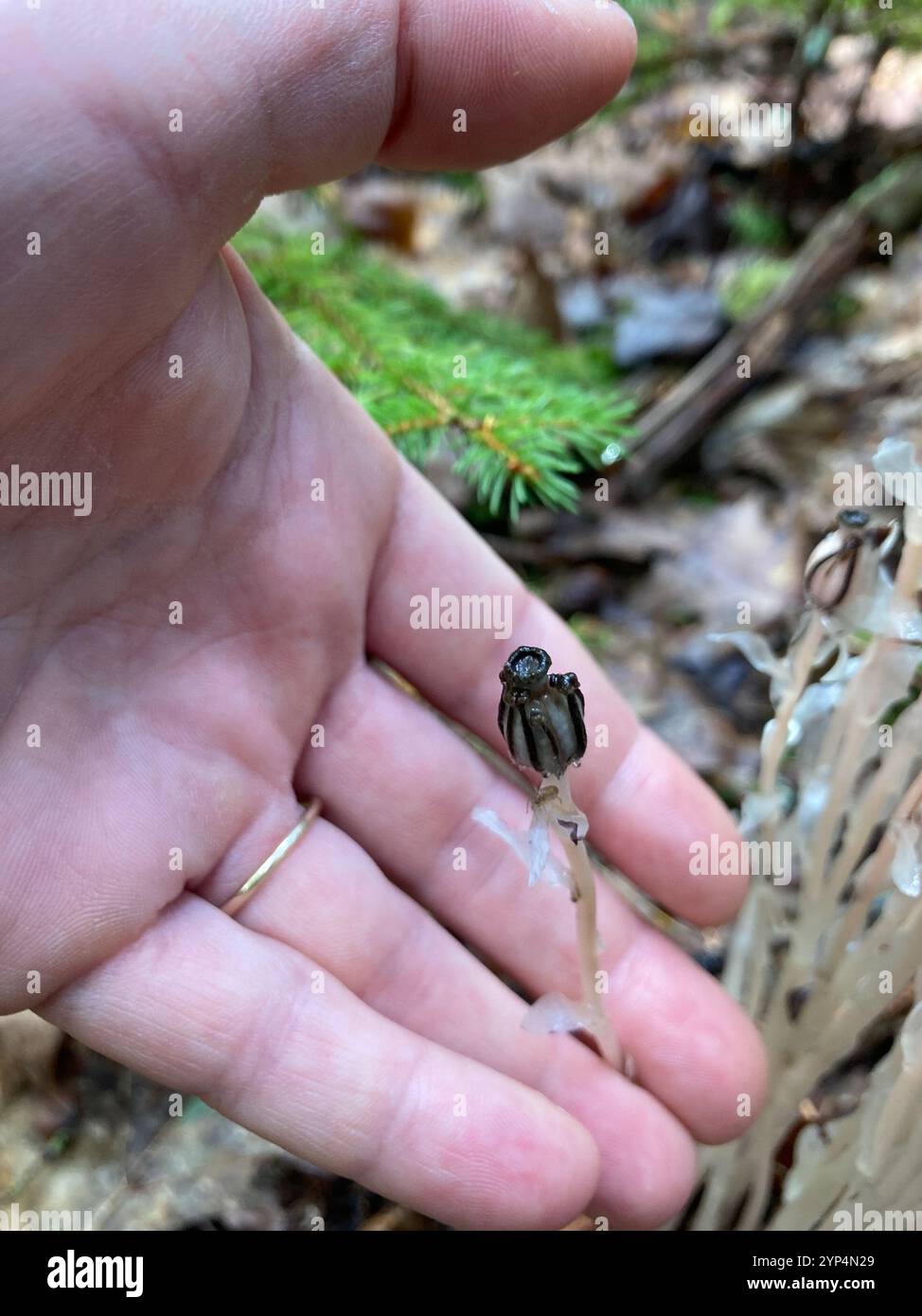 Ghost Pipe (Monotropa uniflora Stock Photo - Alamy