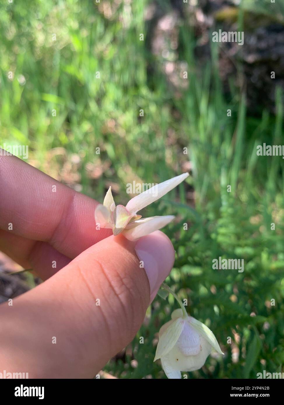 White Globe Lily (Calochortus albus Stock Photo - Alamy
