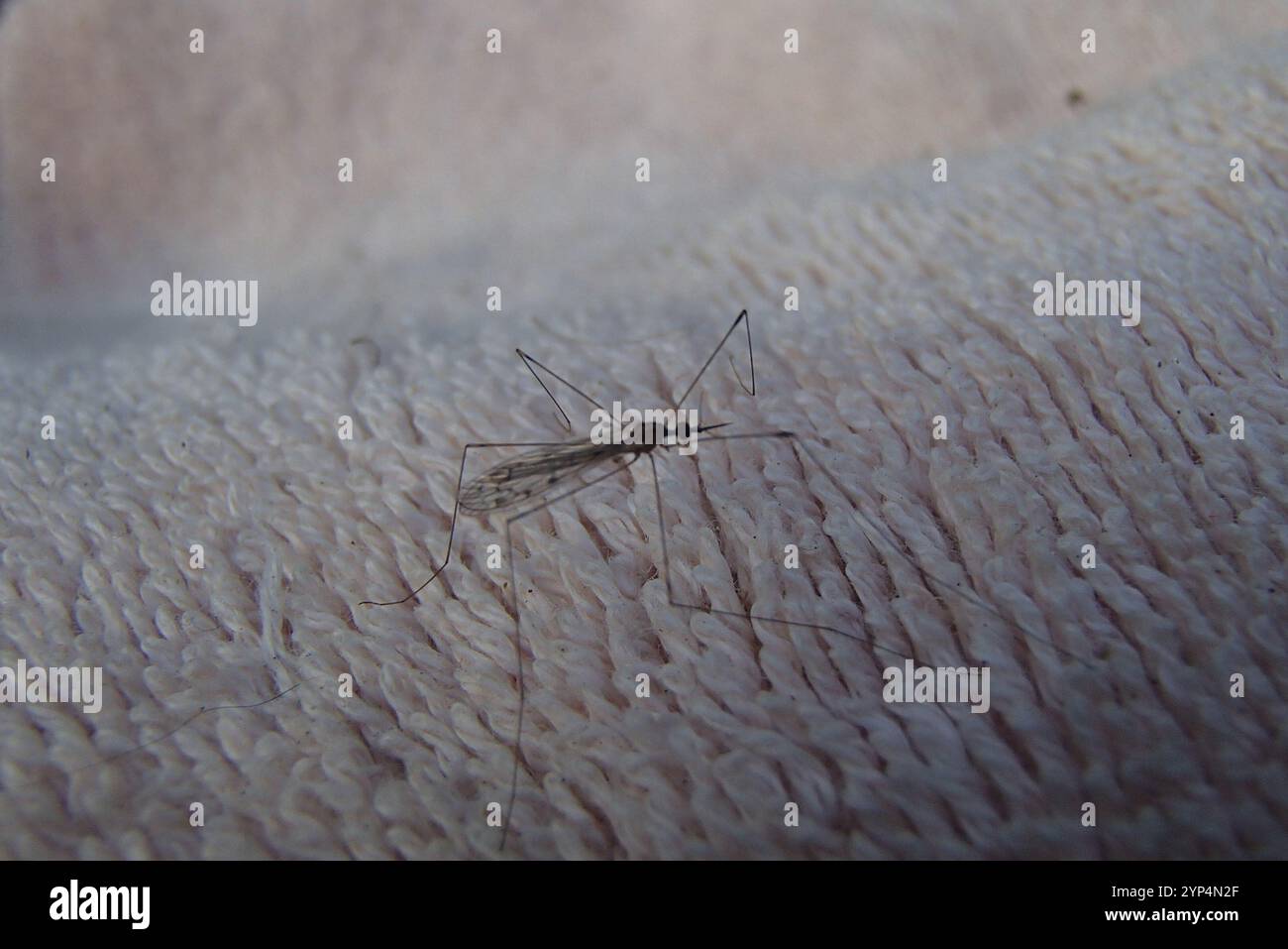 Crane Flies (Tipulomorpha Stock Photo - Alamy