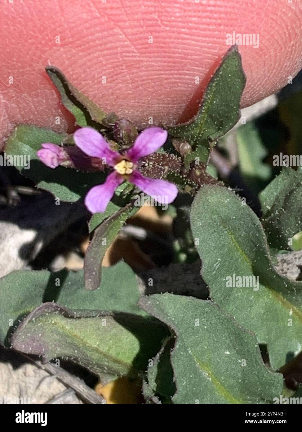 crossflower (Chorispora tenella Stock Photo - Alamy