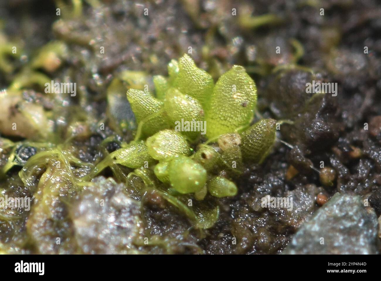 Texas Balloonwort (Sphaerocarpos texanus Stock Photo - Alamy