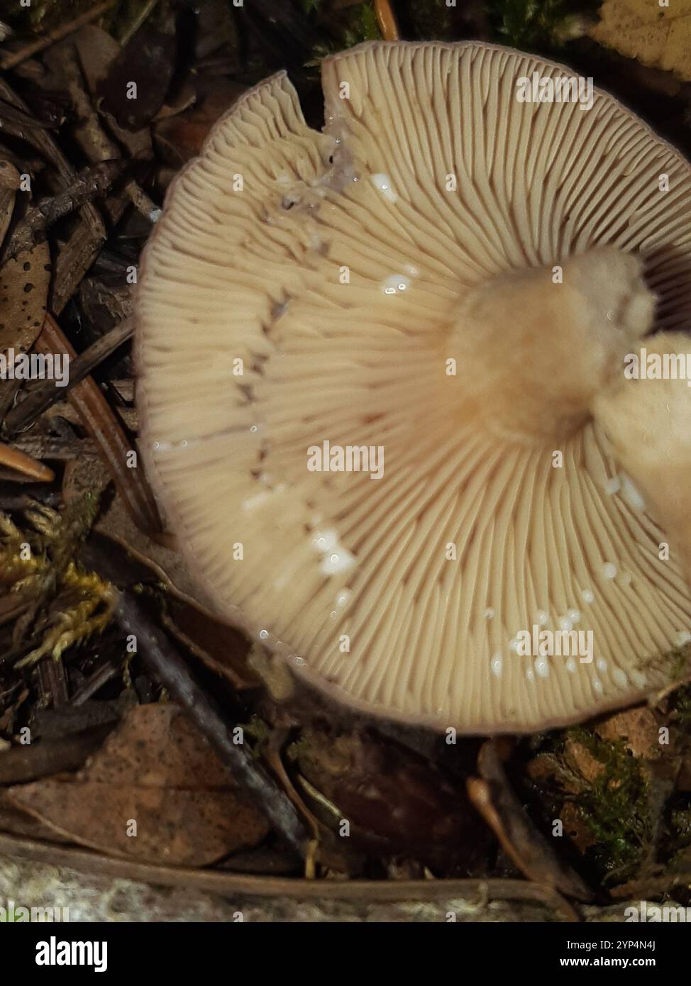 Coconut Milkcap (Lactarius glyciosmus Stock Photo - Alamy