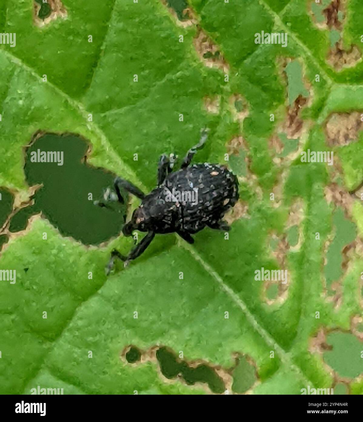 True Weevils (Curculionidae Stock Photo - Alamy