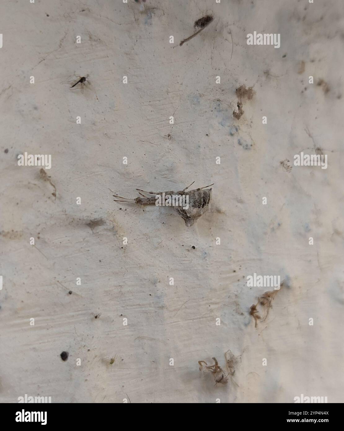 Feather-legged Spiders (Uloborus Stock Photo - Alamy