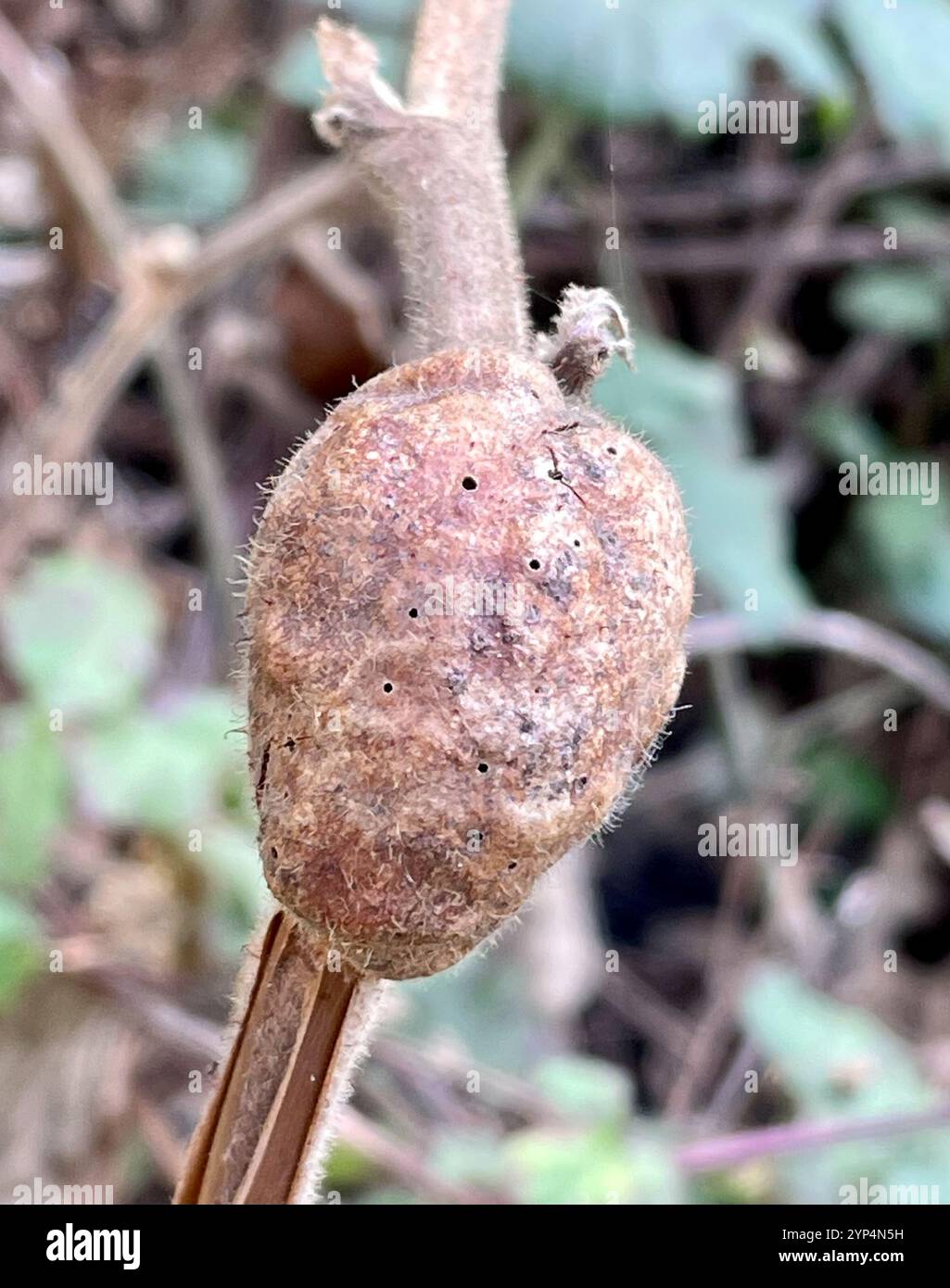 thimbleberry gallmaker (Diastrophus kincaidii Stock Photo - Alamy