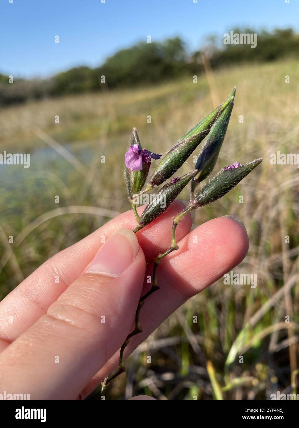 alligator flag (Thalia geniculata Stock Photo - Alamy