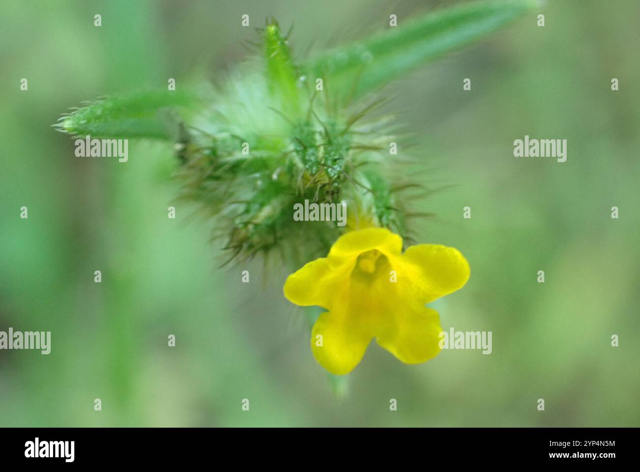 Common Fiddleneck (Amsinckia menziesii Stock Photo - Alamy