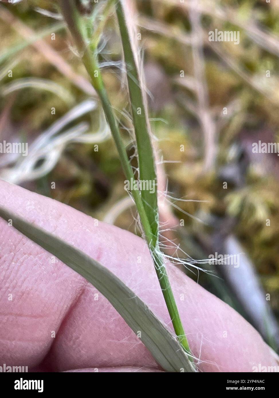 Hedgehog Woodrush (Luzula echinata Stock Photo - Alamy