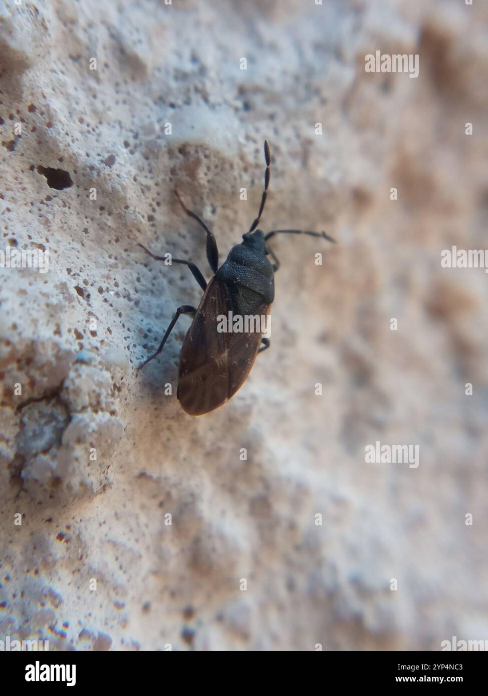 Drymus sylvaticus hi-res stock photography and images - Alamy