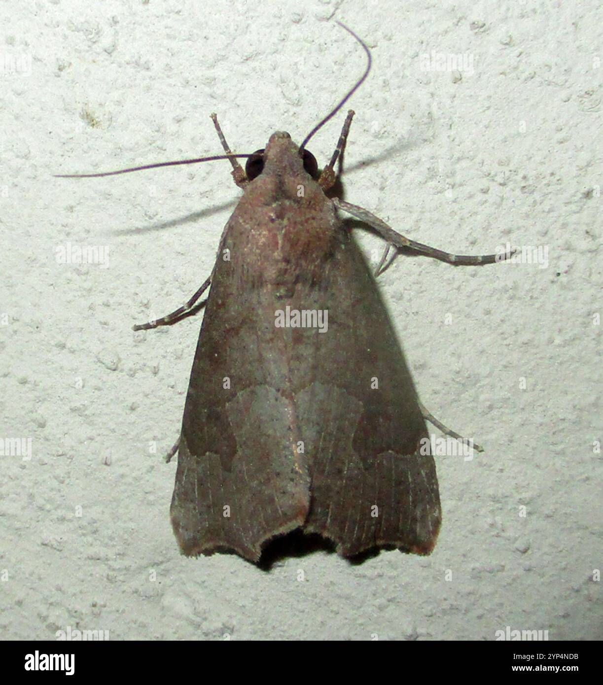 Angled Gem (Anomis sabulifera Stock Photo - Alamy