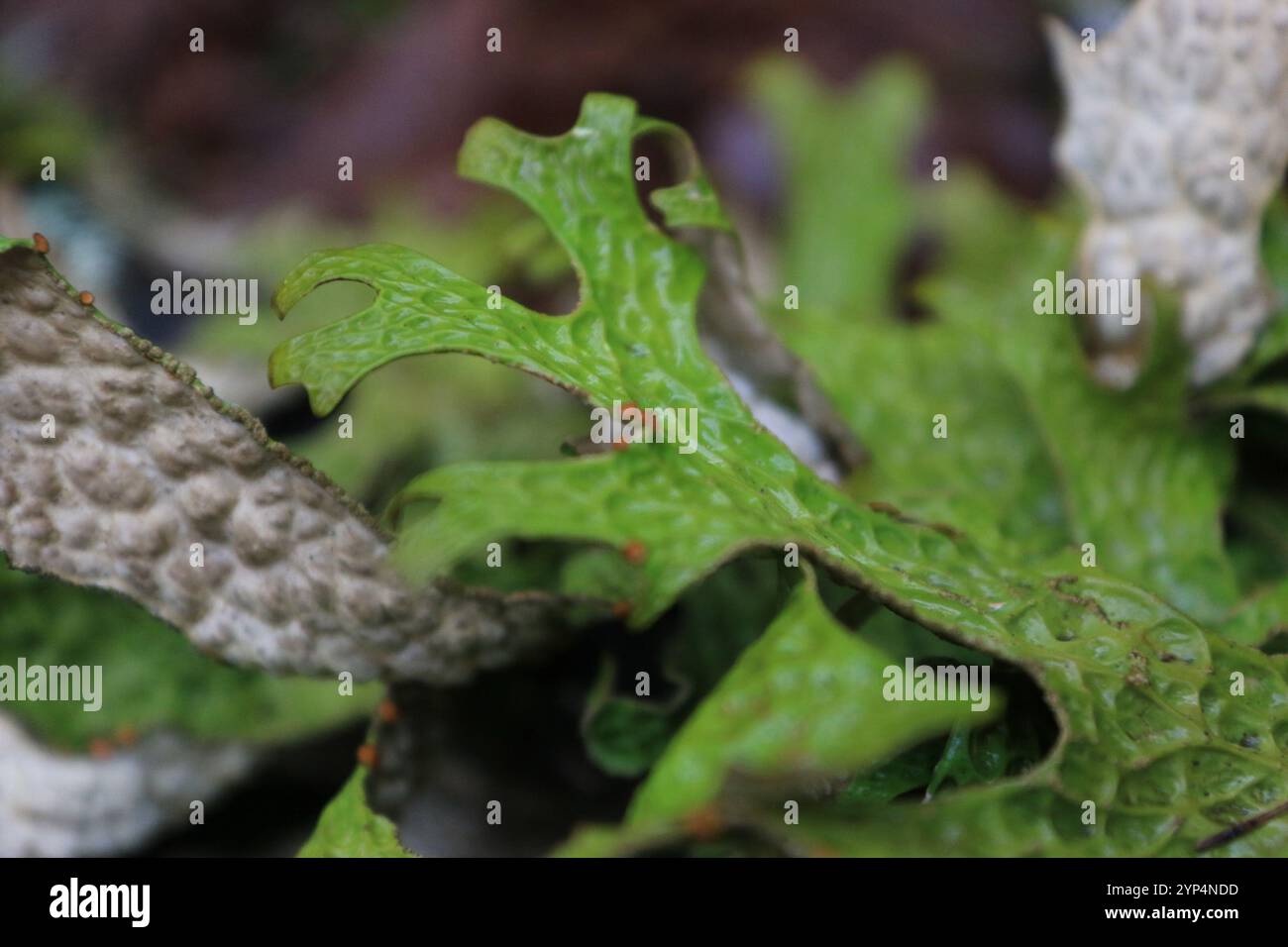 Tree Lungwort (Lobaria pulmonaria Stock Photo - Alamy