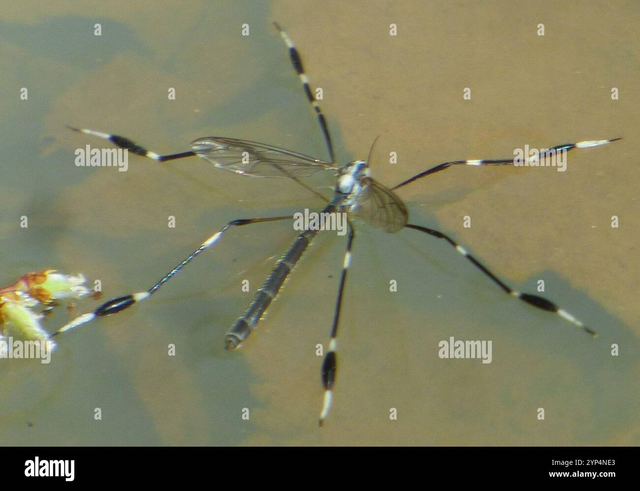 Eastern Phantom Crane Fly (Bittacomorpha clavipes Stock Photo - Alamy