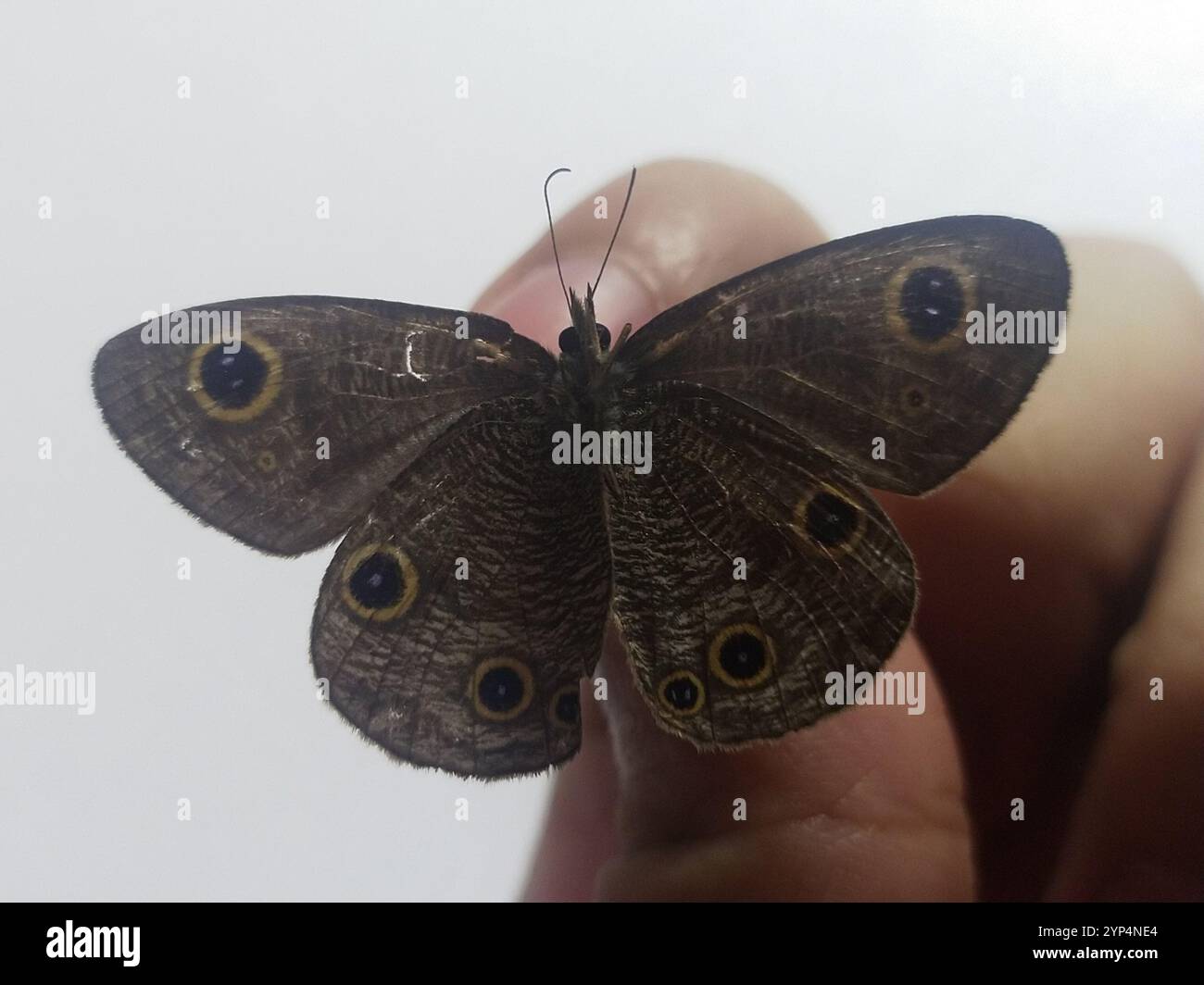 Multistriata hi-res stock photography and images - Alamy