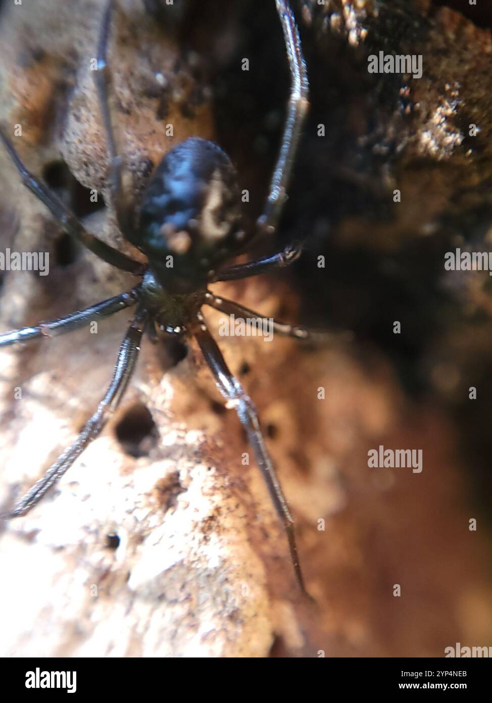 False Widow Spiders (Steatoda Stock Photo - Alamy