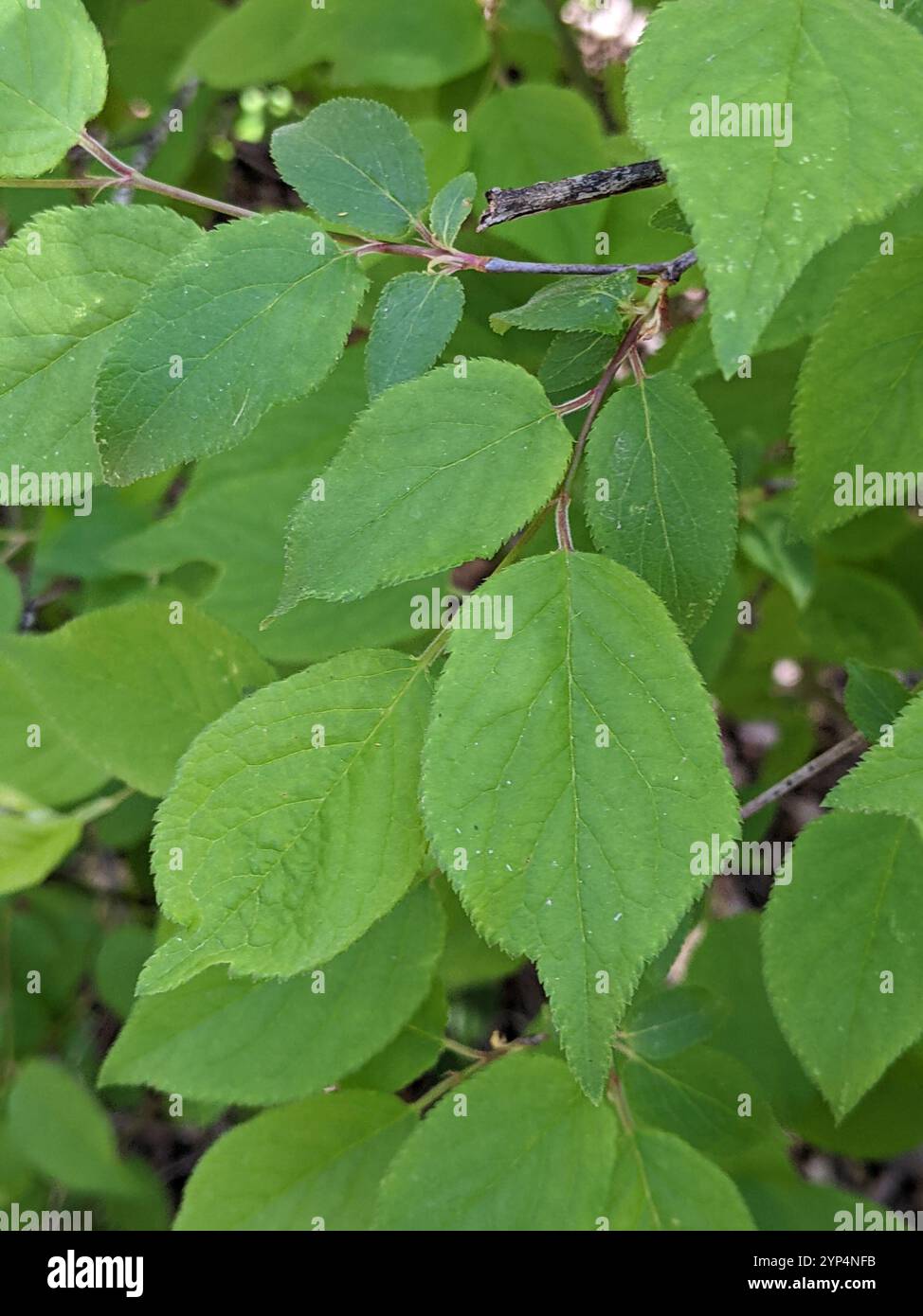 Mexican Plum (Prunus mexicana Stock Photo - Alamy