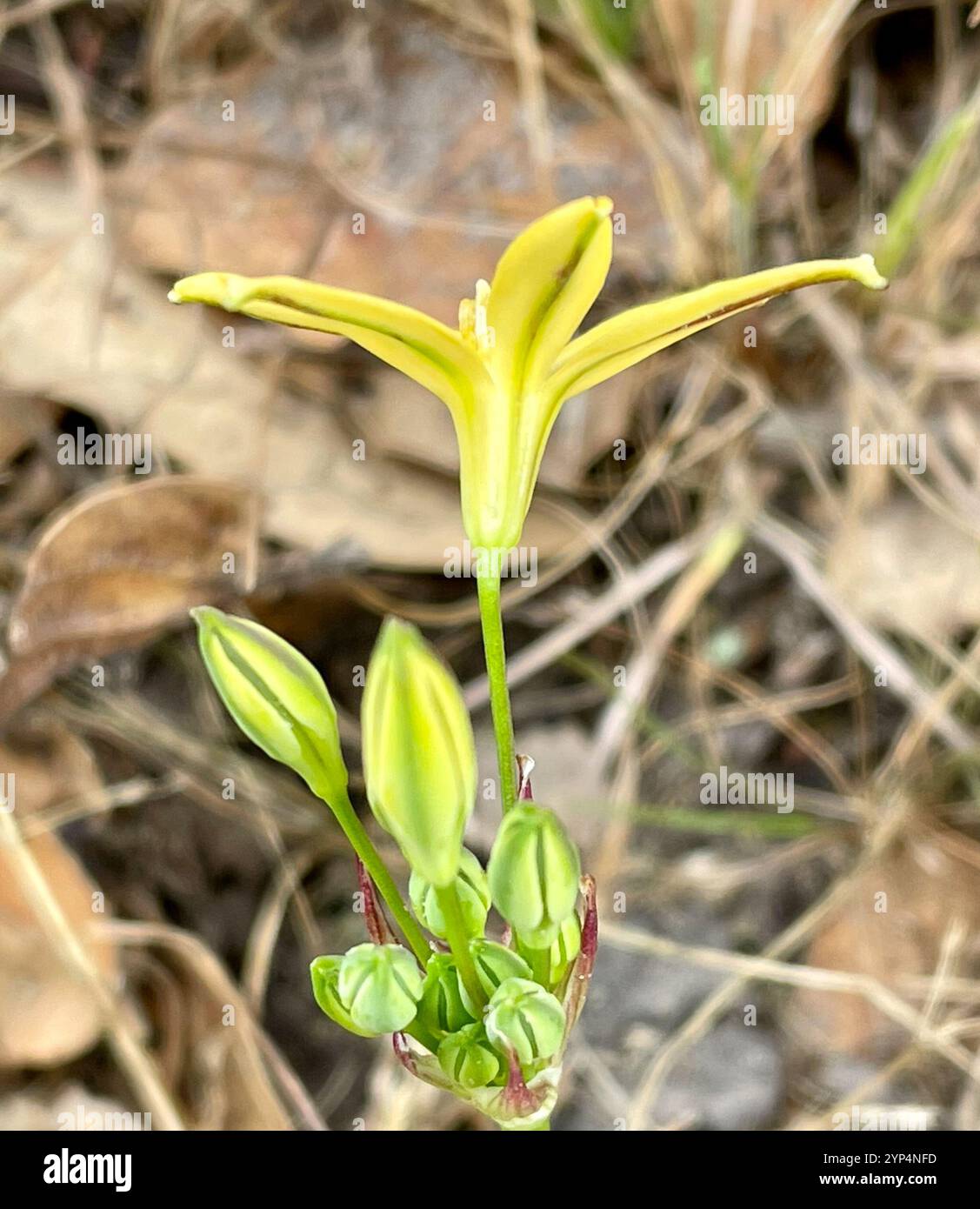 Golden brodiaea hi-res stock photography and images - Alamy