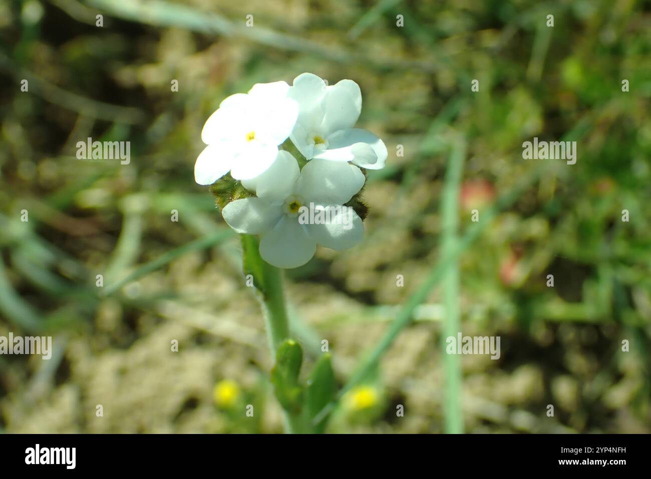 Rusty Popcornflower (Plagiobothrys nothofulvus Stock Photo - Alamy