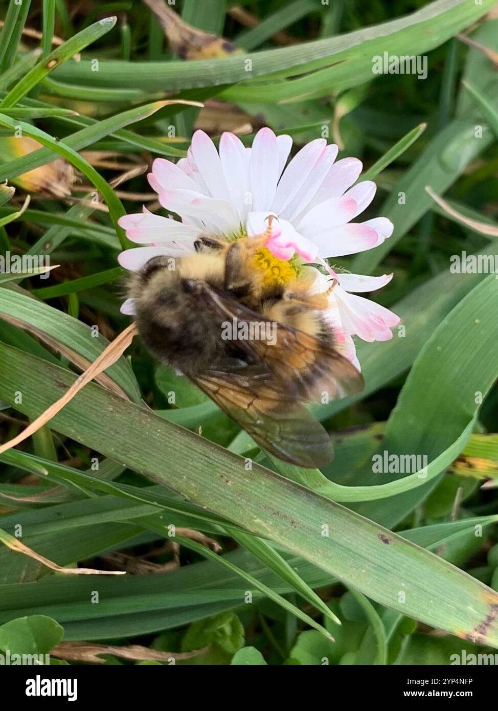Bombus sitkensis hi-res stock photography and images - Alamy