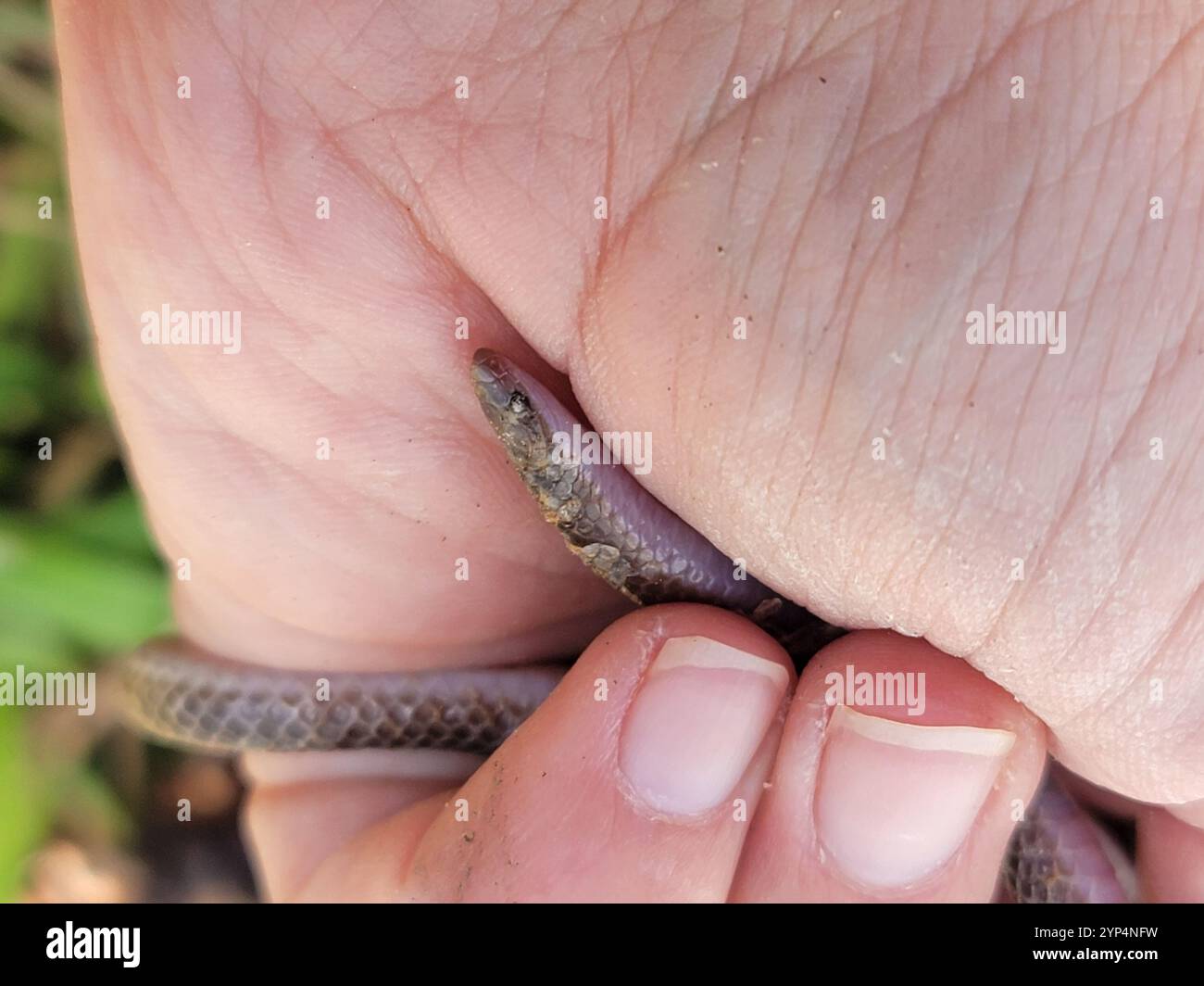 Eastern Worm Snake (Carphophis amoenus Stock Photo - Alamy