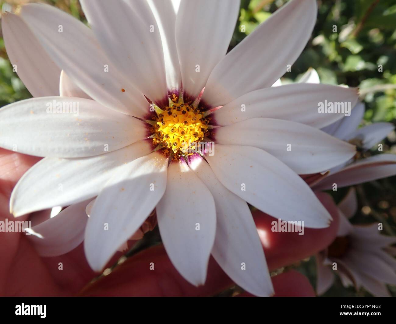 Sticky Rain Daisy (Dimorphotheca cuneata Stock Photo - Alamy