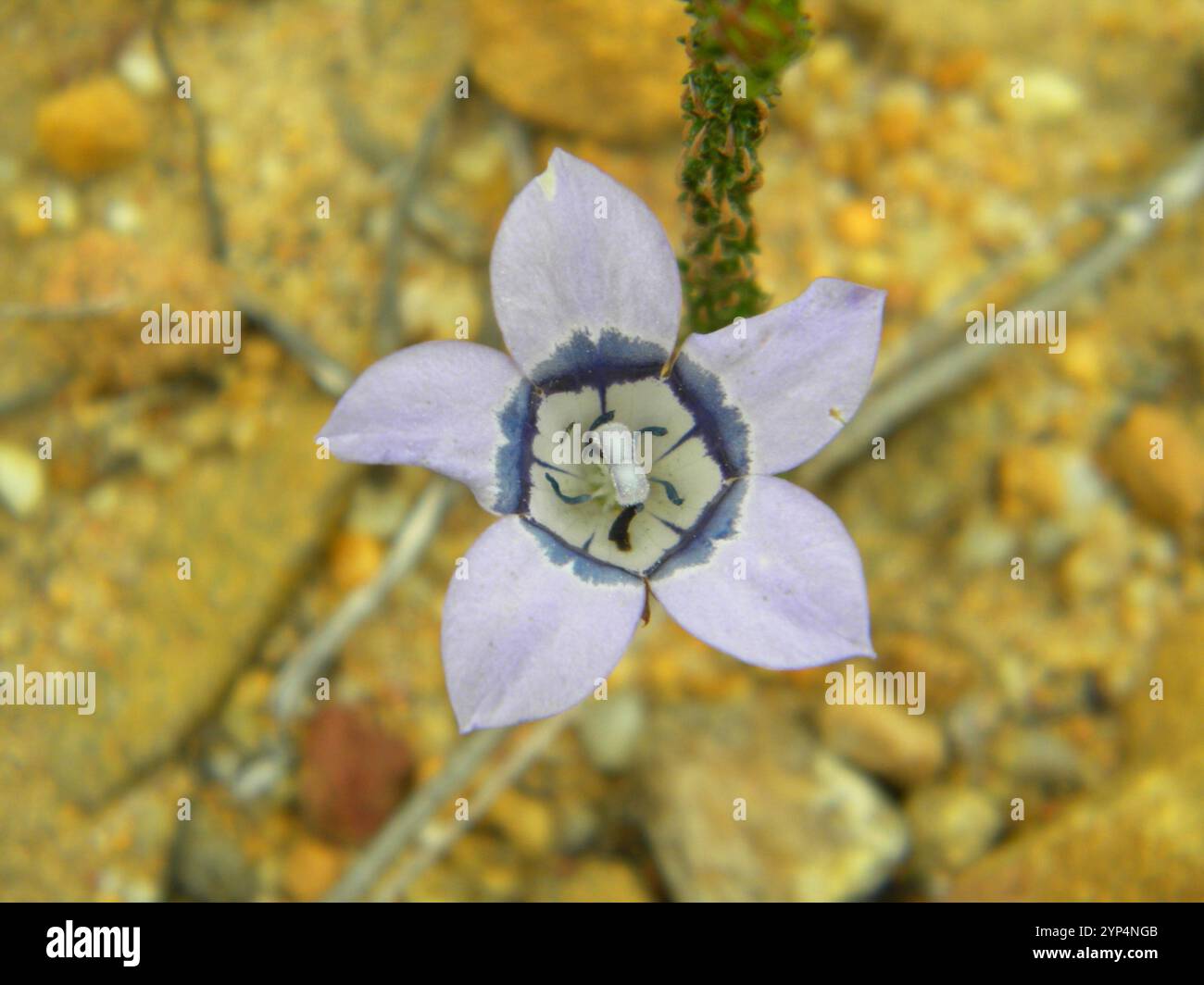 Giant Bell (Roella ciliata Stock Photo - Alamy