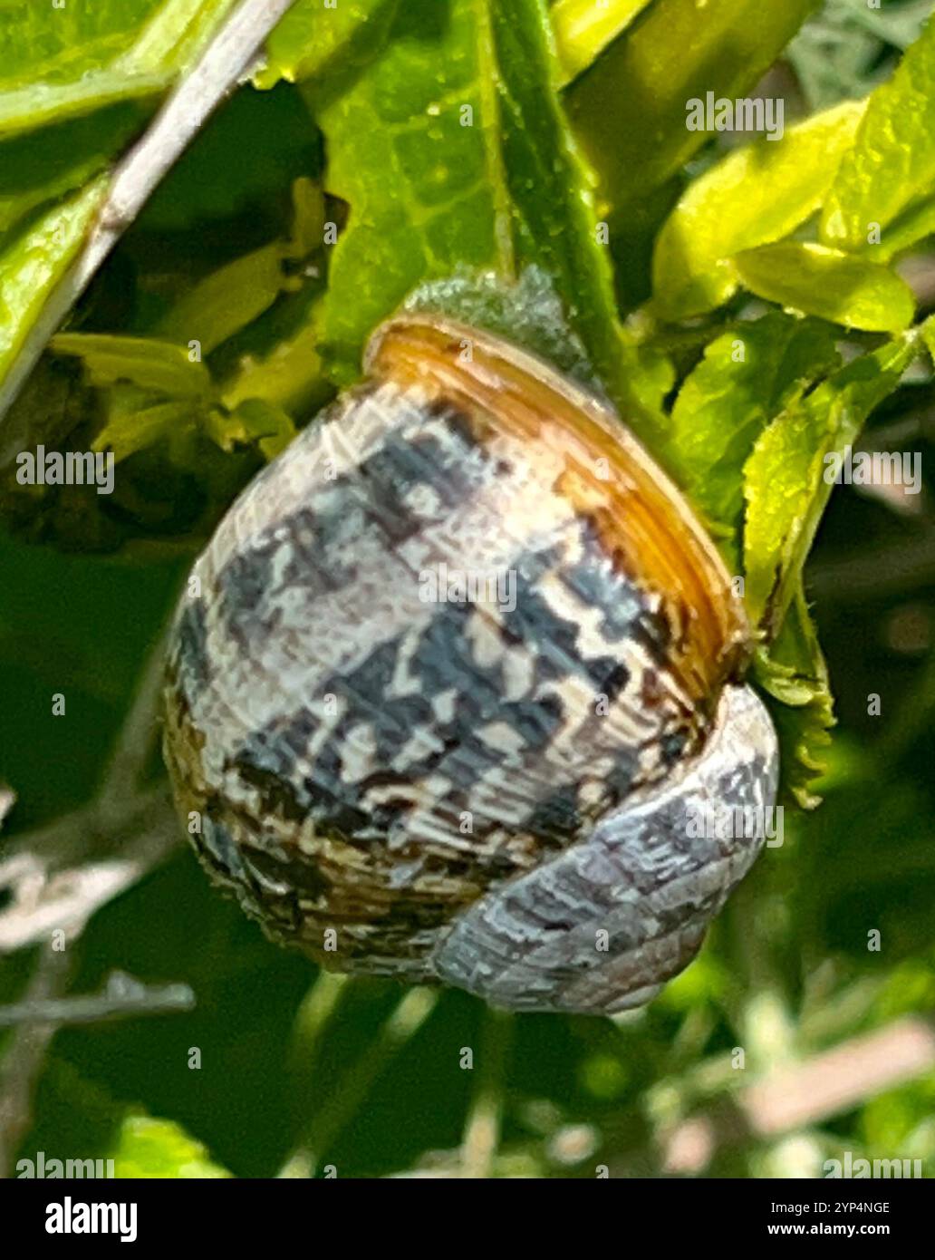 Garden Snail (Cornu aspersum Stock Photo - Alamy