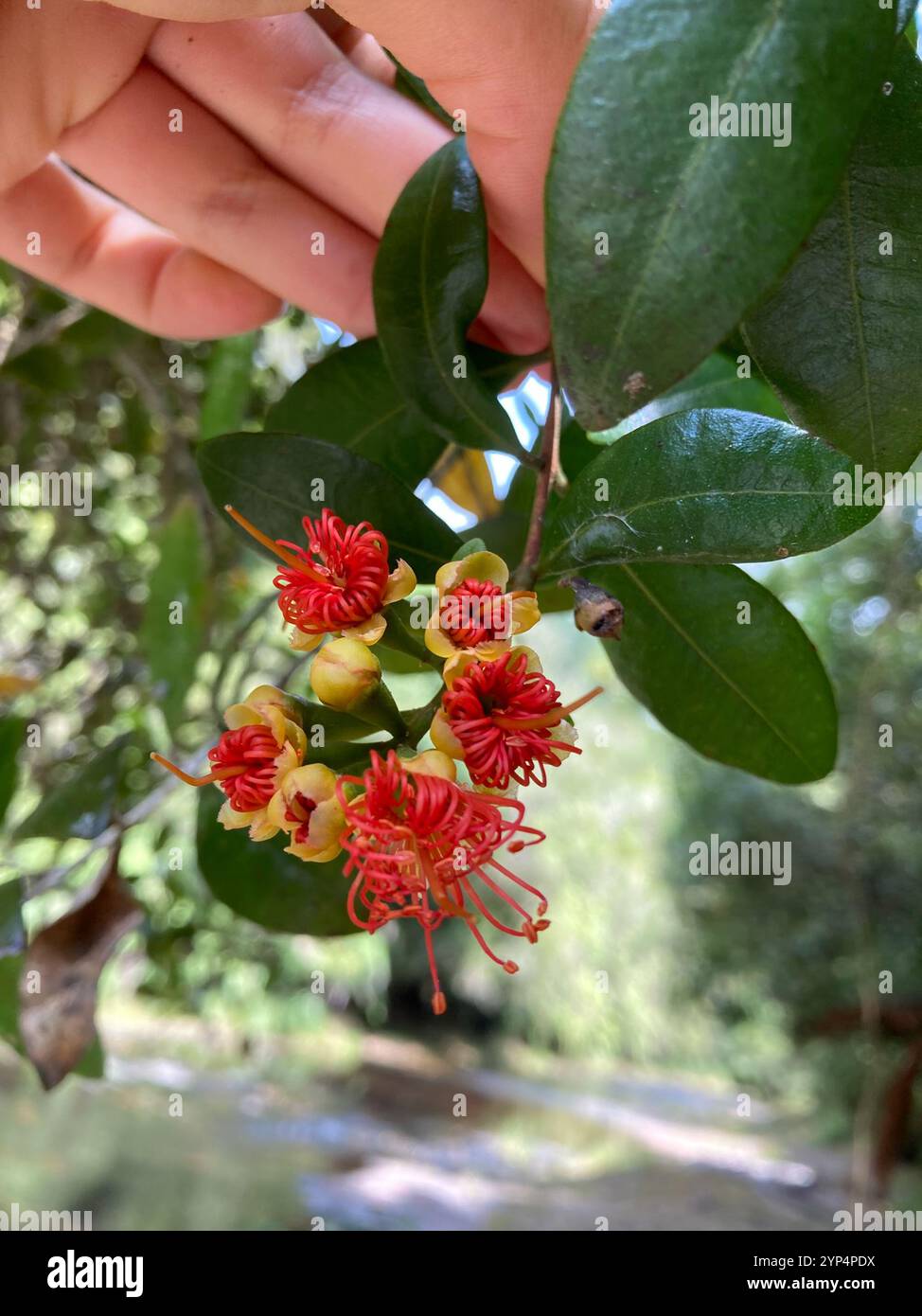 Rata vine hi-res stock photography and images - Alamy