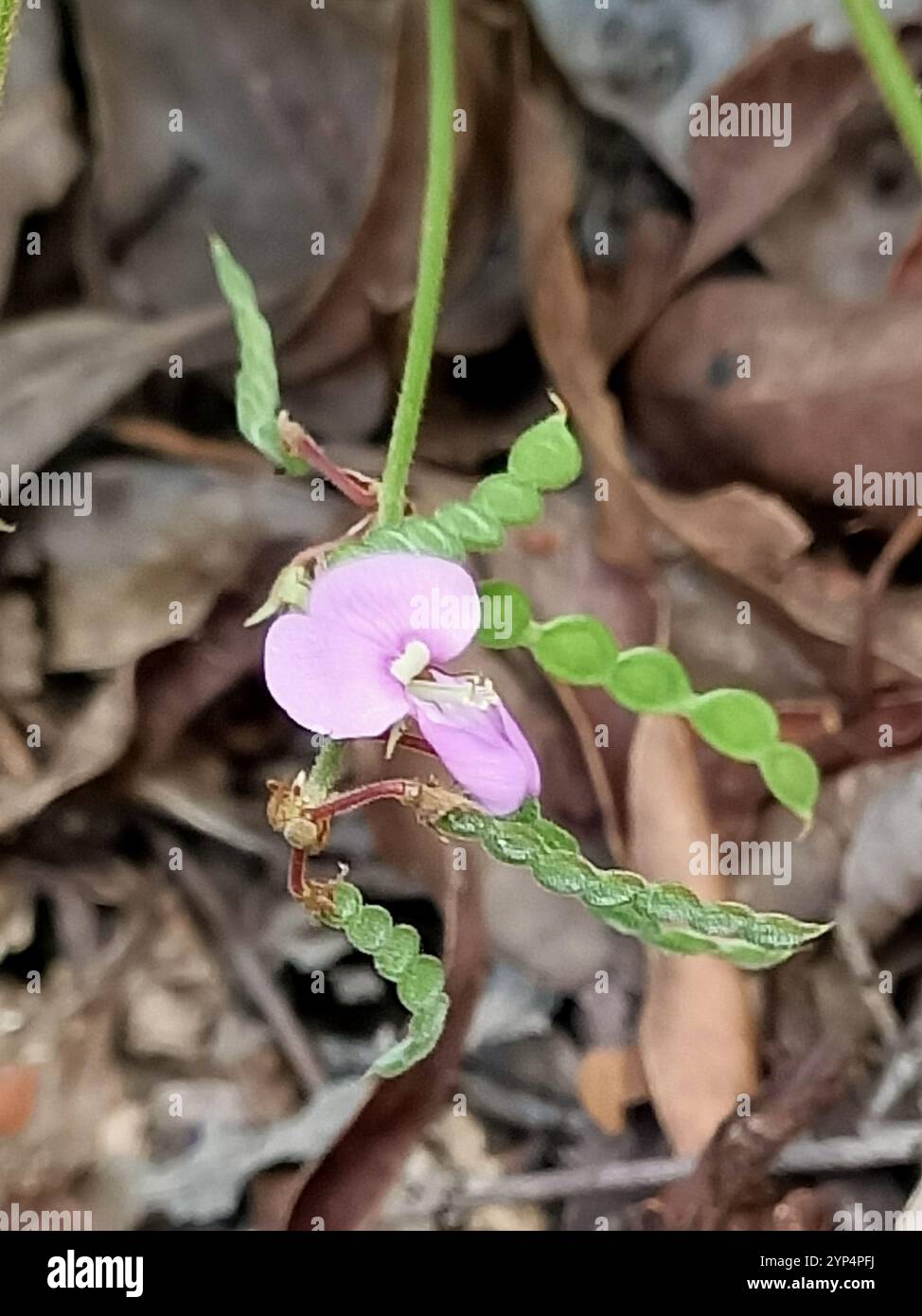 Rusty tick-trefoil (Desmodium rhytidophyllum Stock Photo - Alamy