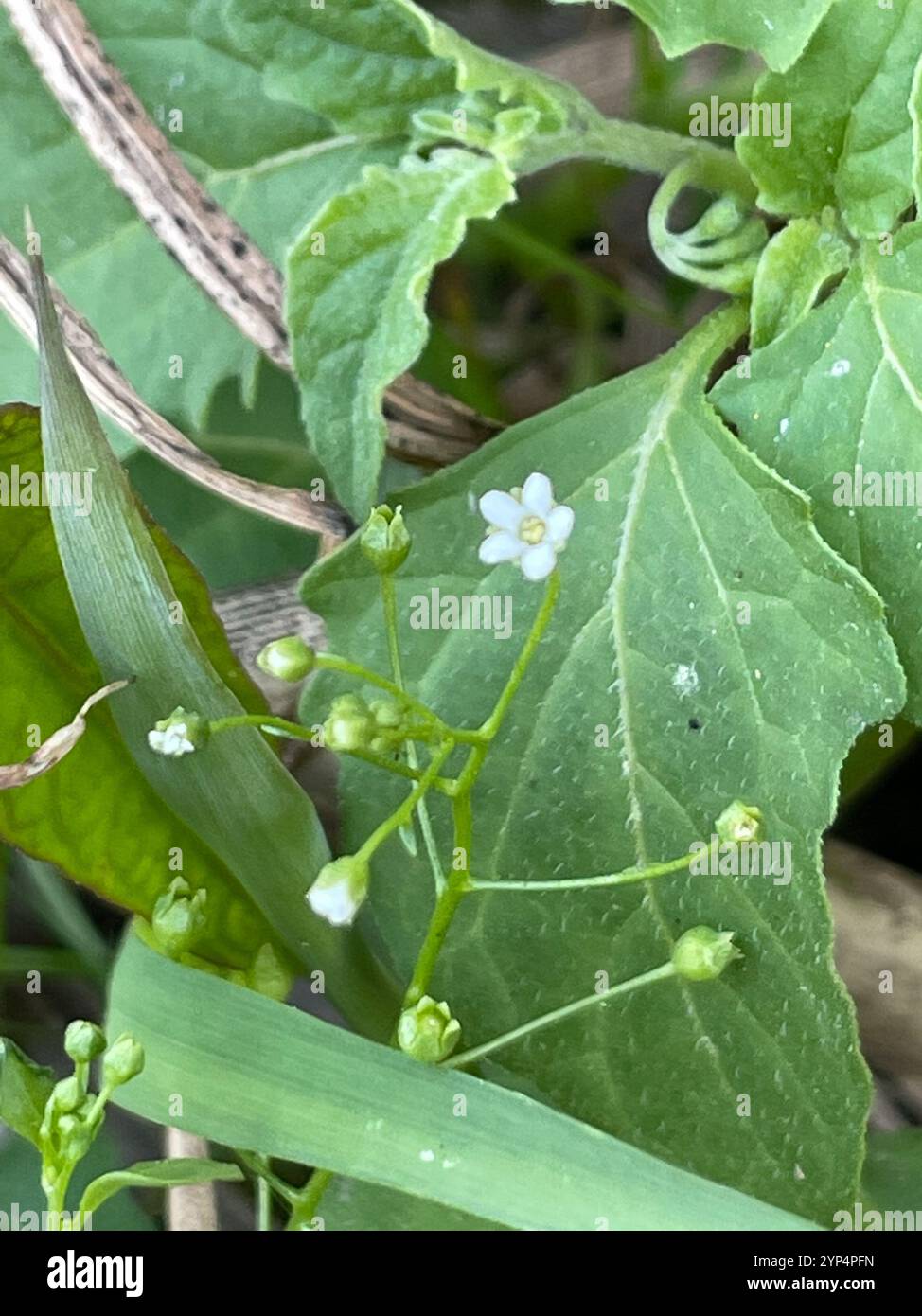 seaside brookweed (Samolus parviflorus Stock Photo - Alamy