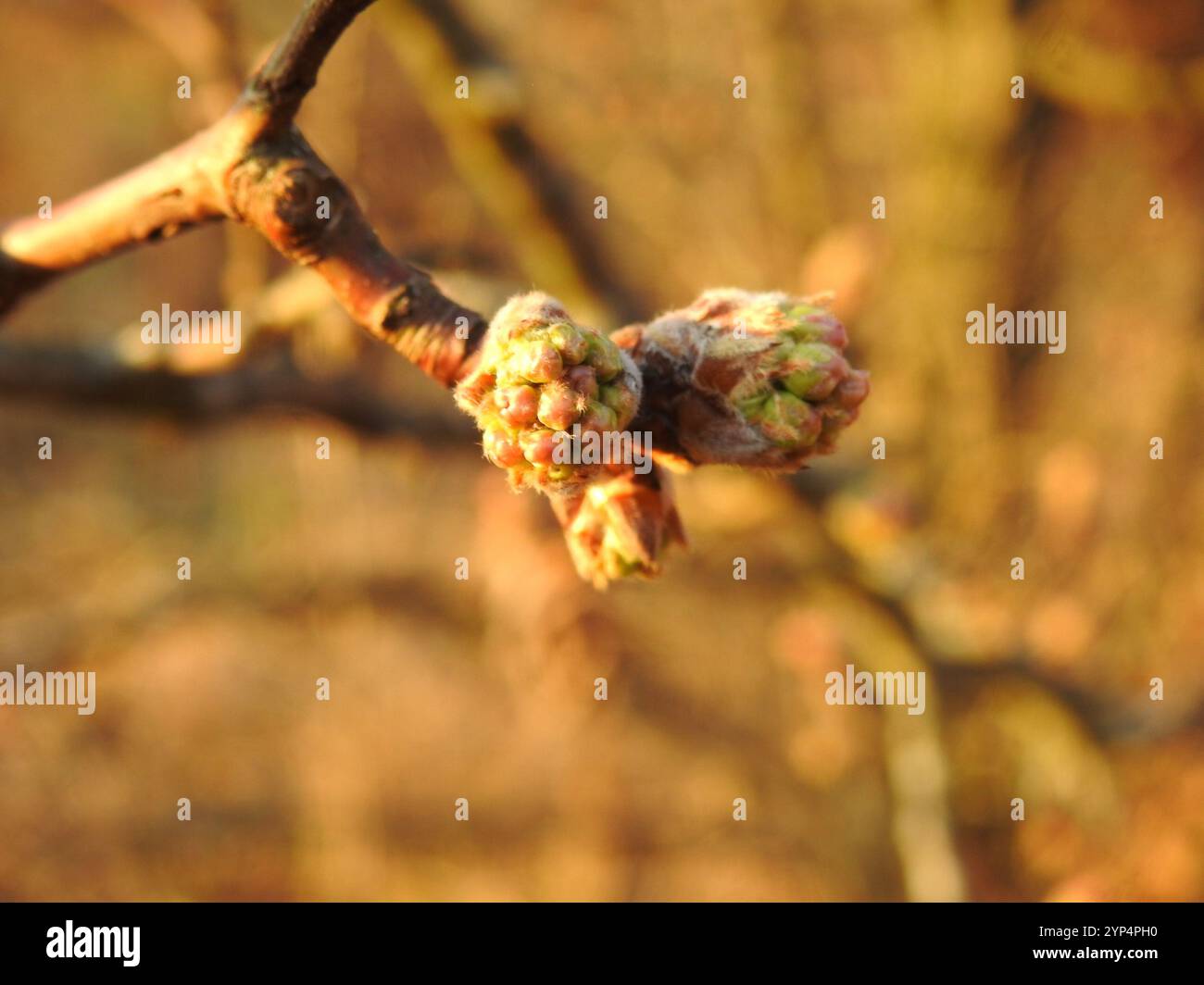 Callery pear (Pyrus calleryana Stock Photo - Alamy