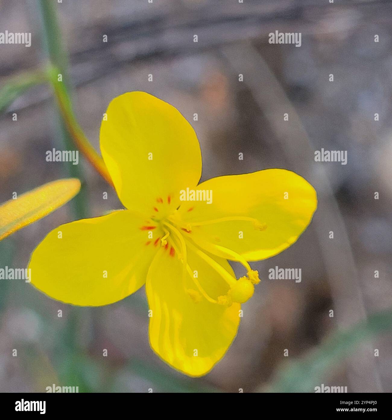 California primrose (Eulobus californicus Stock Photo - Alamy